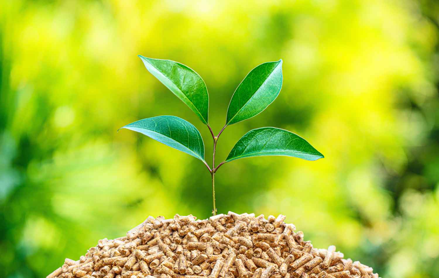 Growing Green: The Stellar Reputation of Plant Biomass, with a ...